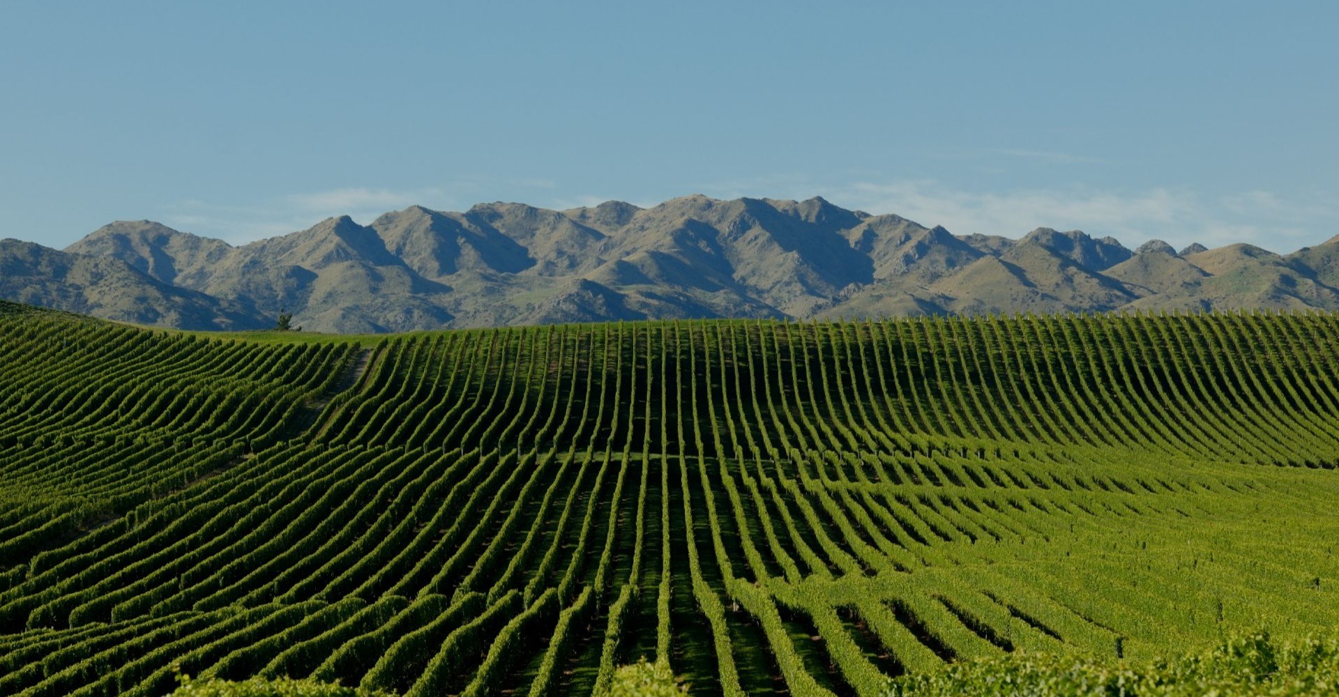 Weather risk management for crops