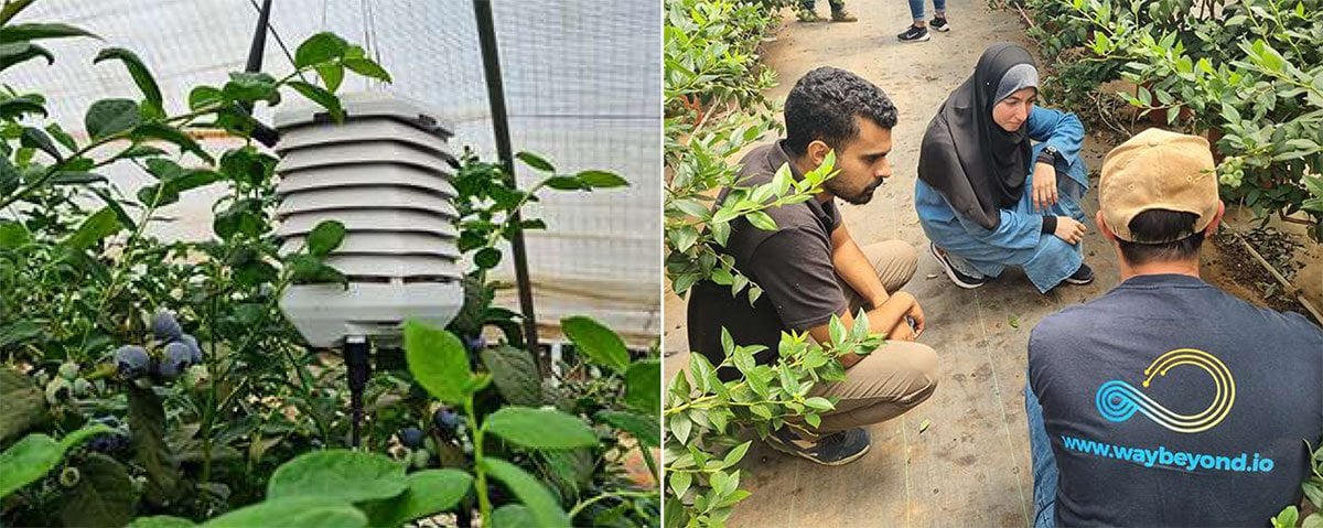 Implementing Digital Agronomy for Blueberry Growers African Blue