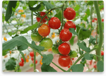 Master crop steering to optimize plant growth and yield with FarmRoad