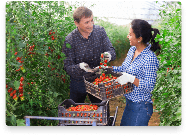 Unlock your tomato production with digital agronomy