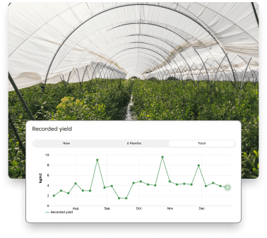 Unlock your blueberry production with digital agronomy