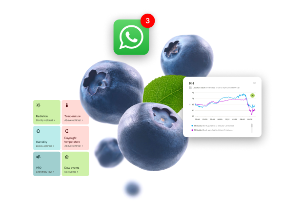 Unlock your blueberry production with digital agronomy