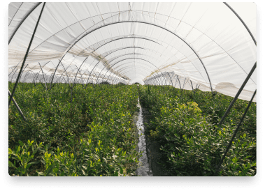Unlock your blueberry production with digital agronomy