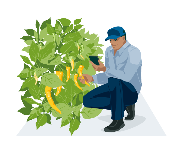 Unlock your pepper production with digital agronomy