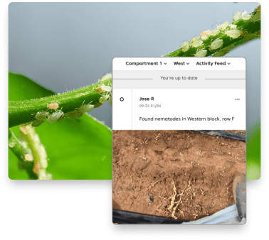 Unlock your pepper production with digital agronomy