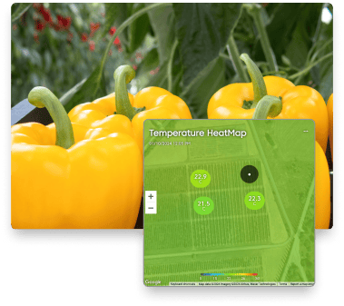 Unlock your pepper production with digital agronomy