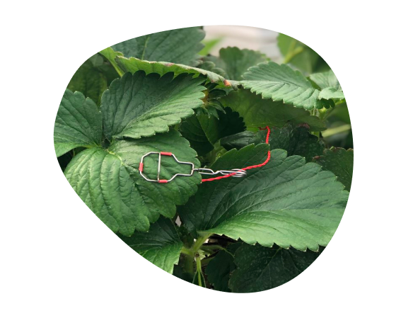 Monitor plant health in real-time and optimize yield with FarmRoad