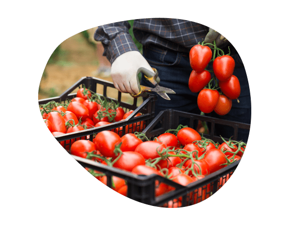 Maximize tomato crop yield, quality and consistency with FarmRoad