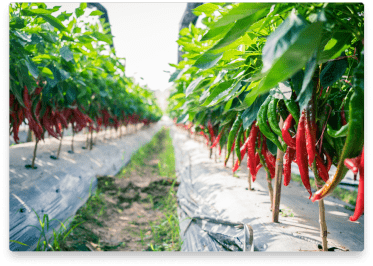 Unlock your pepper production with digital agronomy