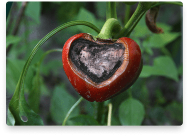 Unlock your pepper production with digital agronomy