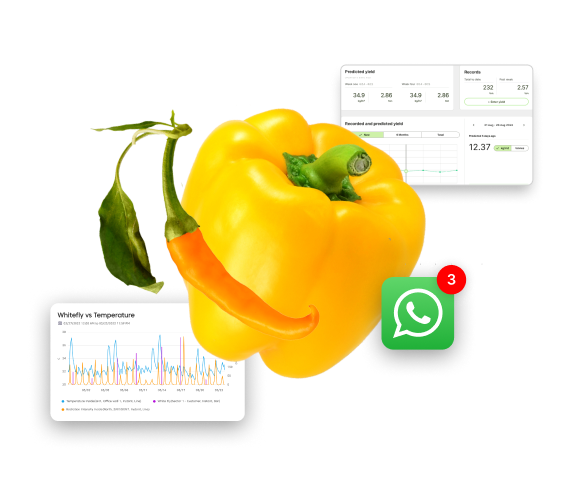 Unlock your pepper production with digital agronomy