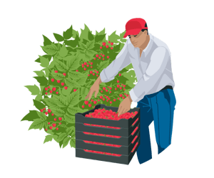 Unlock your high-value crop production with digital agronomy