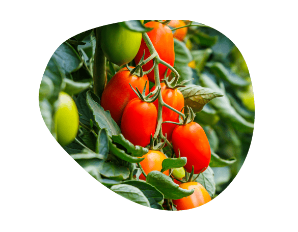 Master crop steering to optimize plant growth and yield with FarmRoad