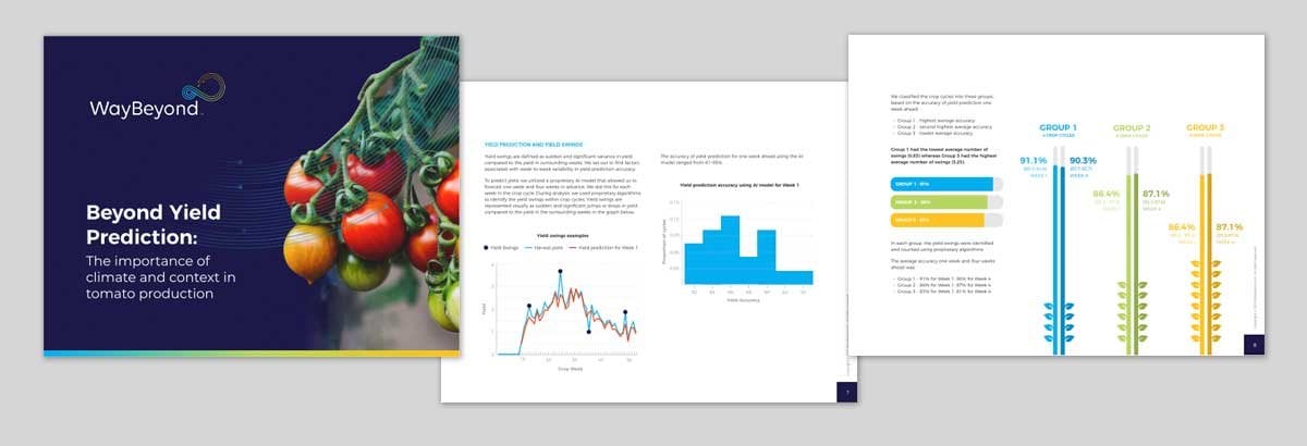 Rethinking Singular Focus On High Accuracy In Tomato Yield Prediction