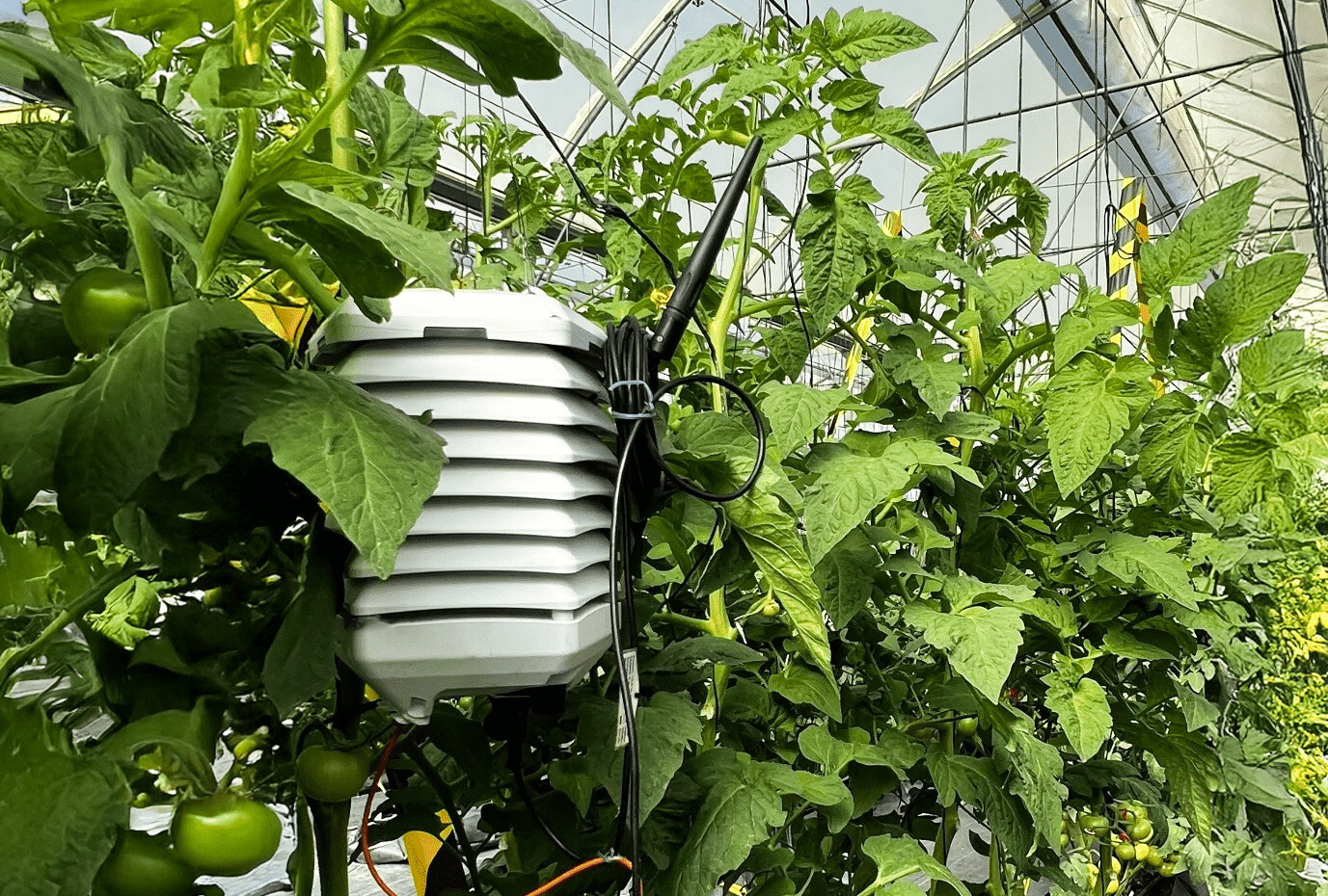 Providing Digital Agronomy for HM.CLAUSE seed production