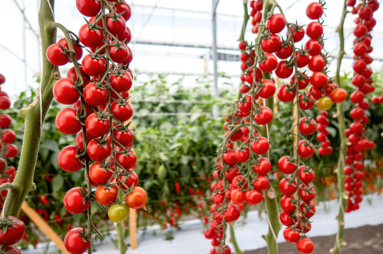 Some Thoughts on Tomato Seeds